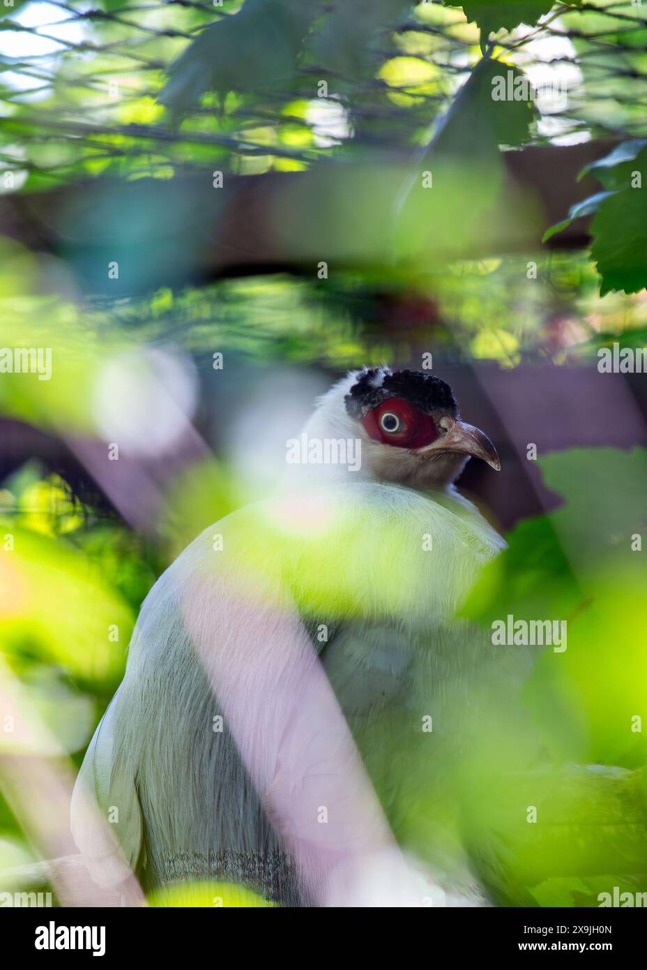 The White Eared Pheasant, native to the mountains of China and Tibet ...