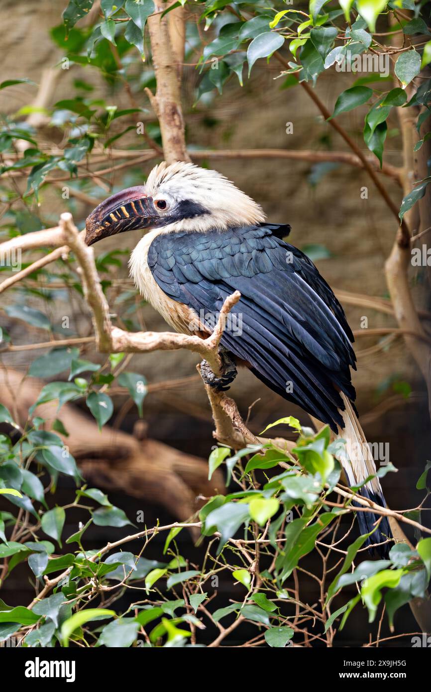 The Visayan Hornbill, native to the Visayan Islands in the Philippines ...