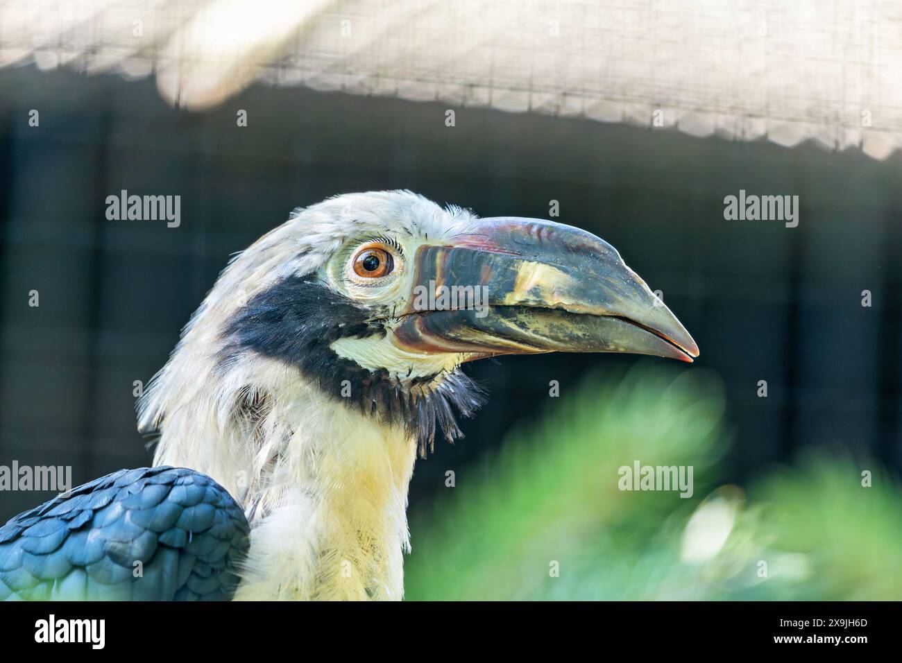 The Visayan Hornbill, native to the Visayan Islands in the Philippines ...