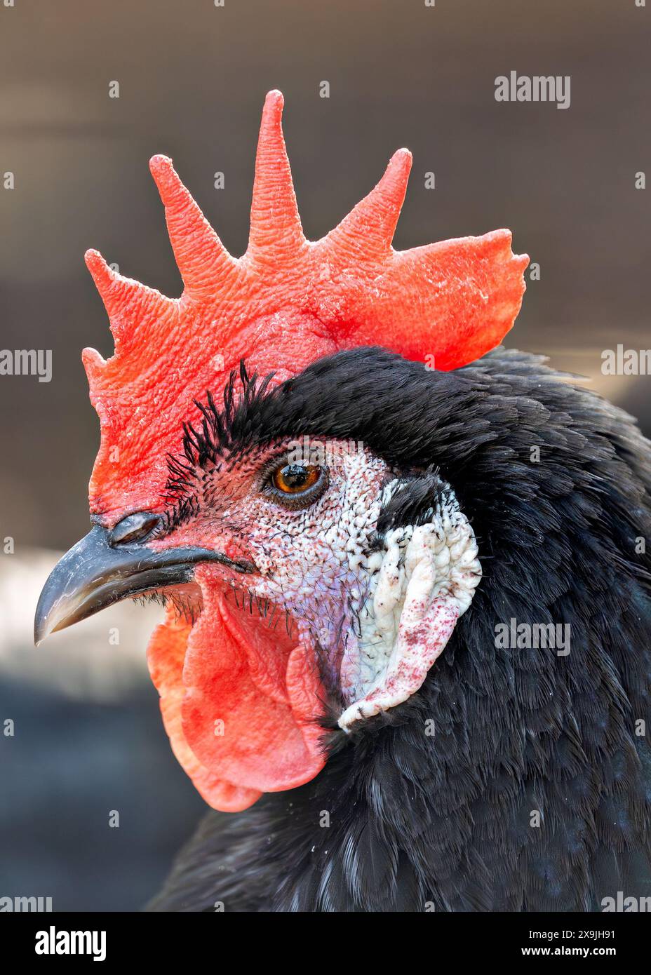 White faced spanish chicken hi-res stock photography and images - Alamy