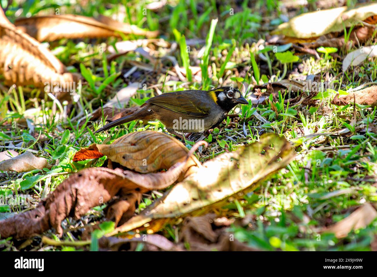 The White-eared Ground Sparrow, native to Central America, features ...