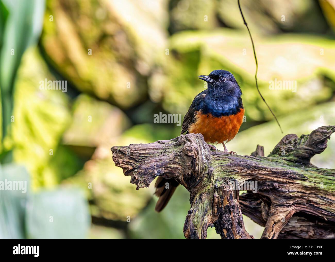 The White-rumped Shama, native to South and Southeast Asia, is known ...