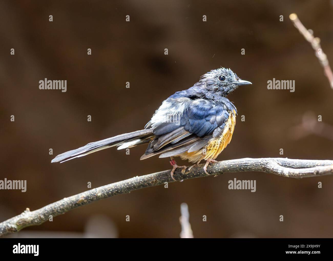 The White-rumped Shama, native to South and Southeast Asia, is known ...