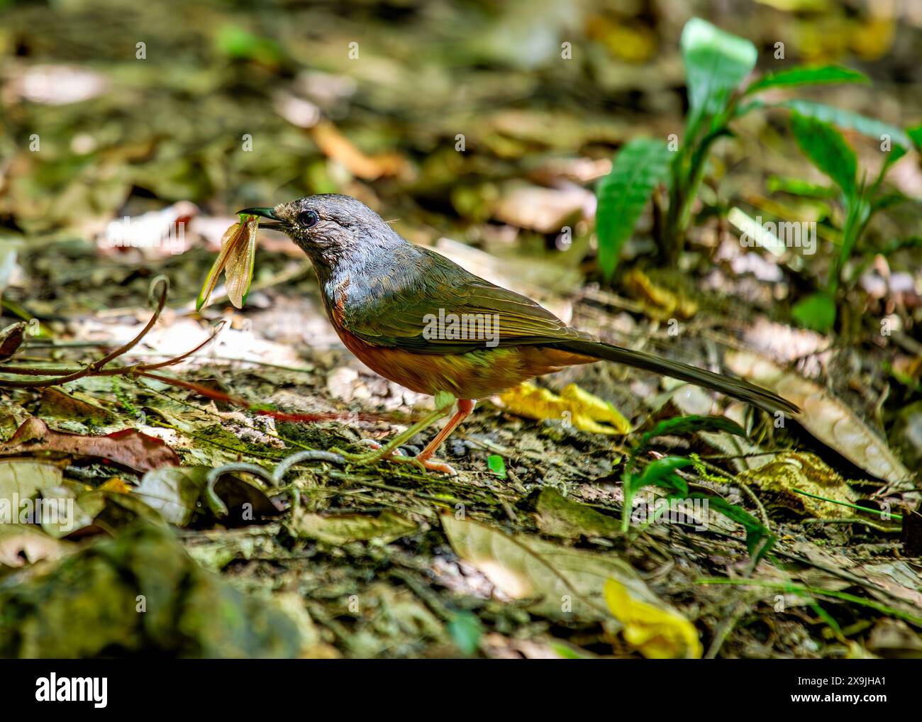 The White-rumped Shama, native to South and Southeast Asia, is known ...