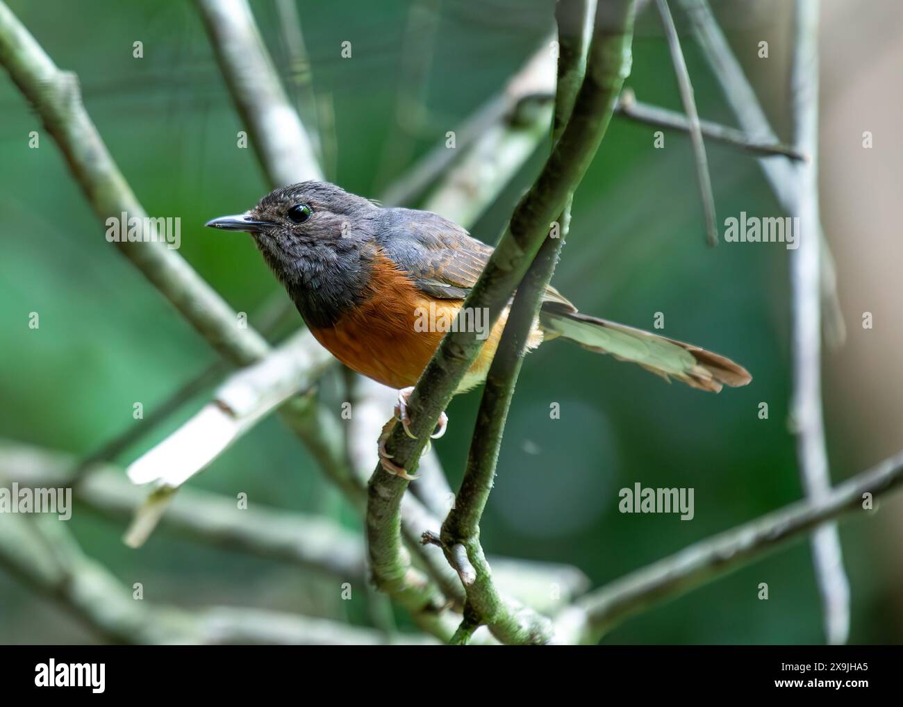 The White-rumped Shama, native to South and Southeast Asia, is known ...