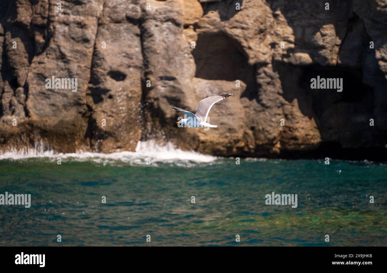 Sea gull is flying against caves formed in cliff in Puerto de morgan ...