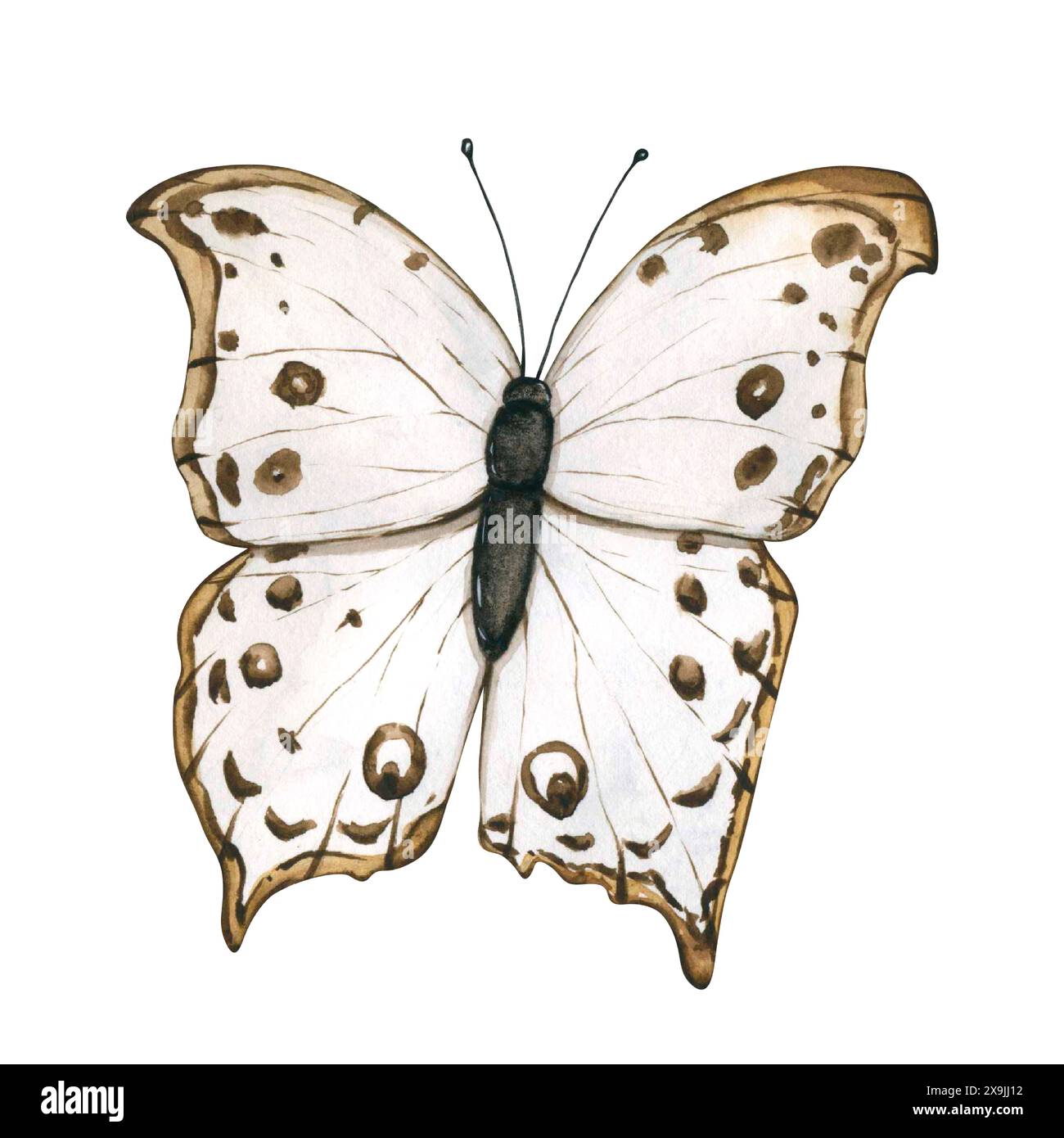 Monarch Butterfly Isolated on White Background. Hand drawn flying ...