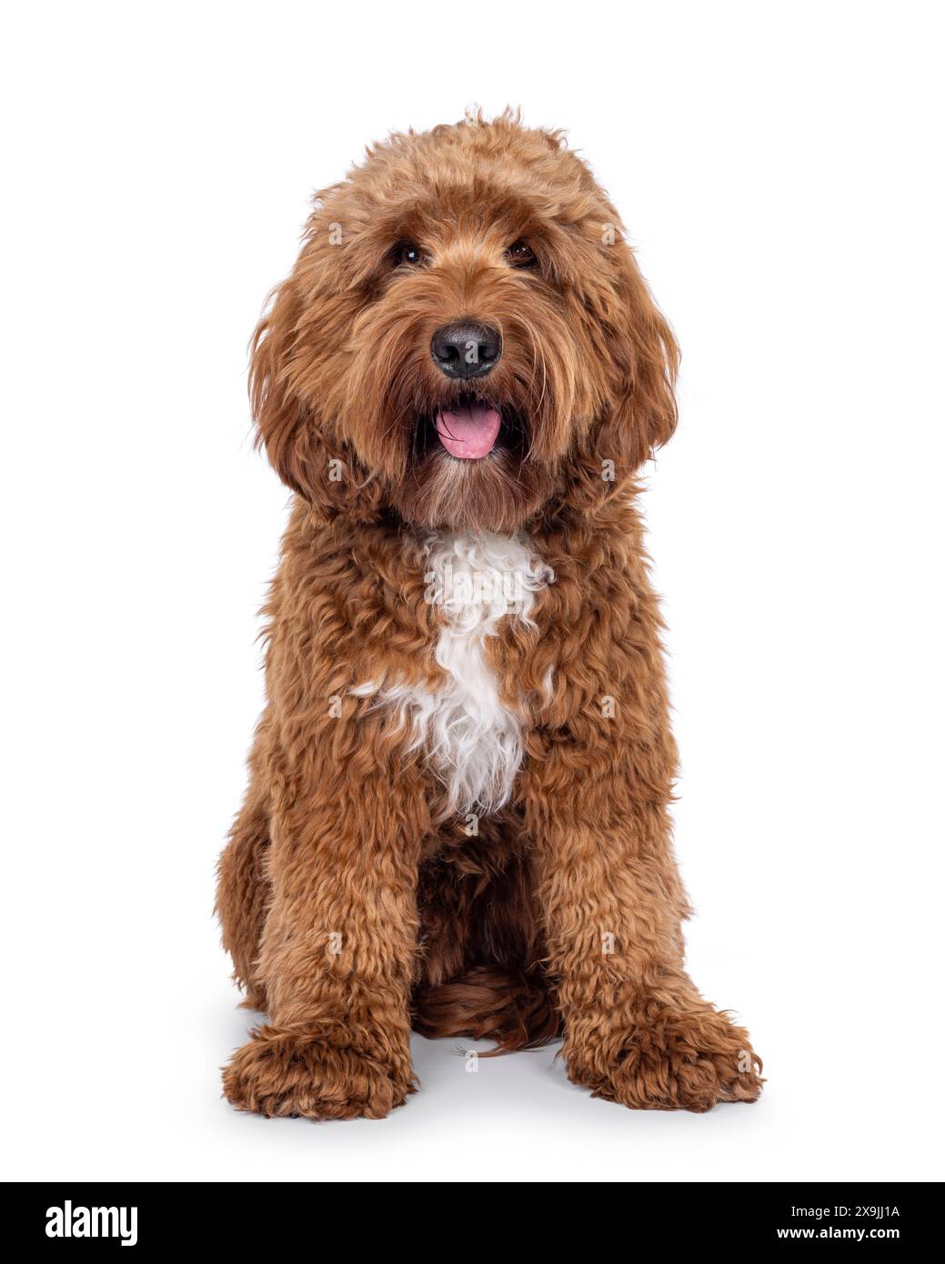 Happy young male Cobberdog aka Labradoodle, sitting up facing front ...