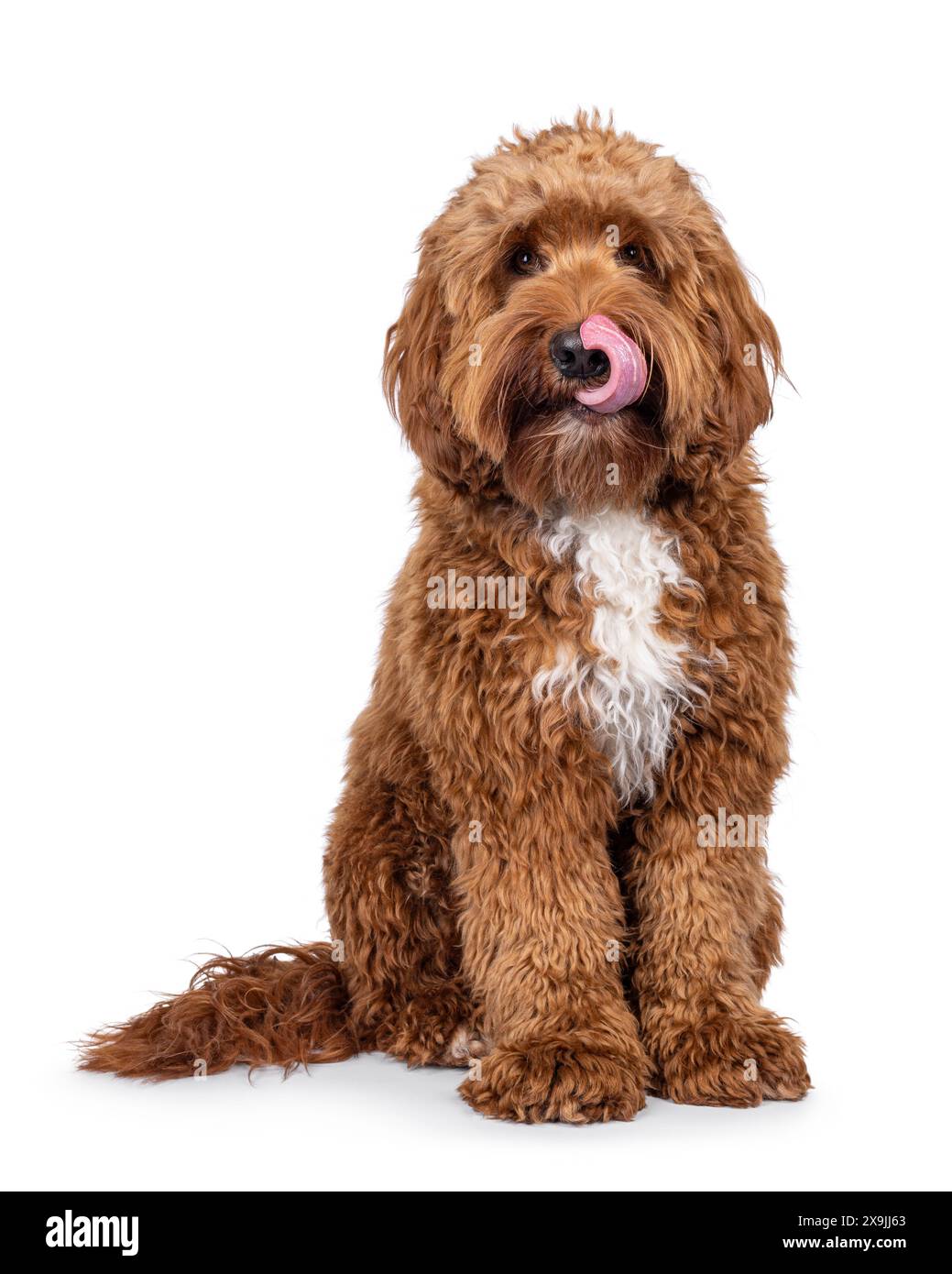 Happy young male Cobberdog aka Labradoodle, sitting up facing front ...