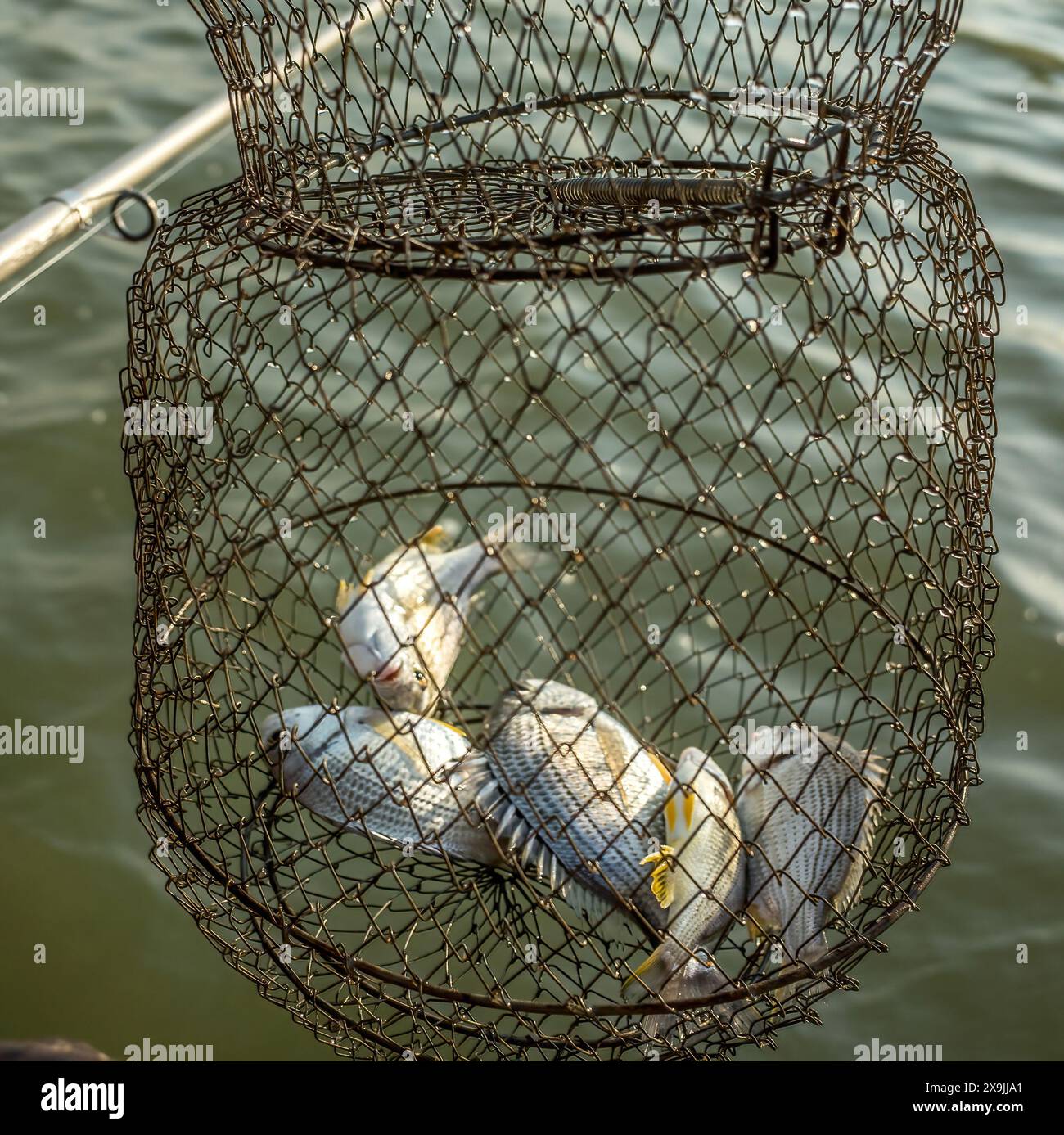 Fisherman catch fish by hook Stock Photo - Alamy