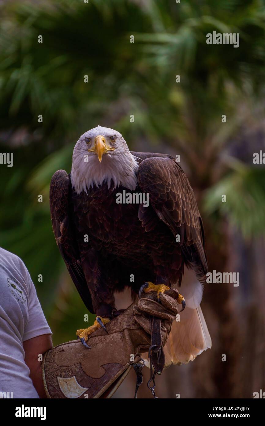 Bald Eagle Sat On Glove during a taming process looking at the camera ...