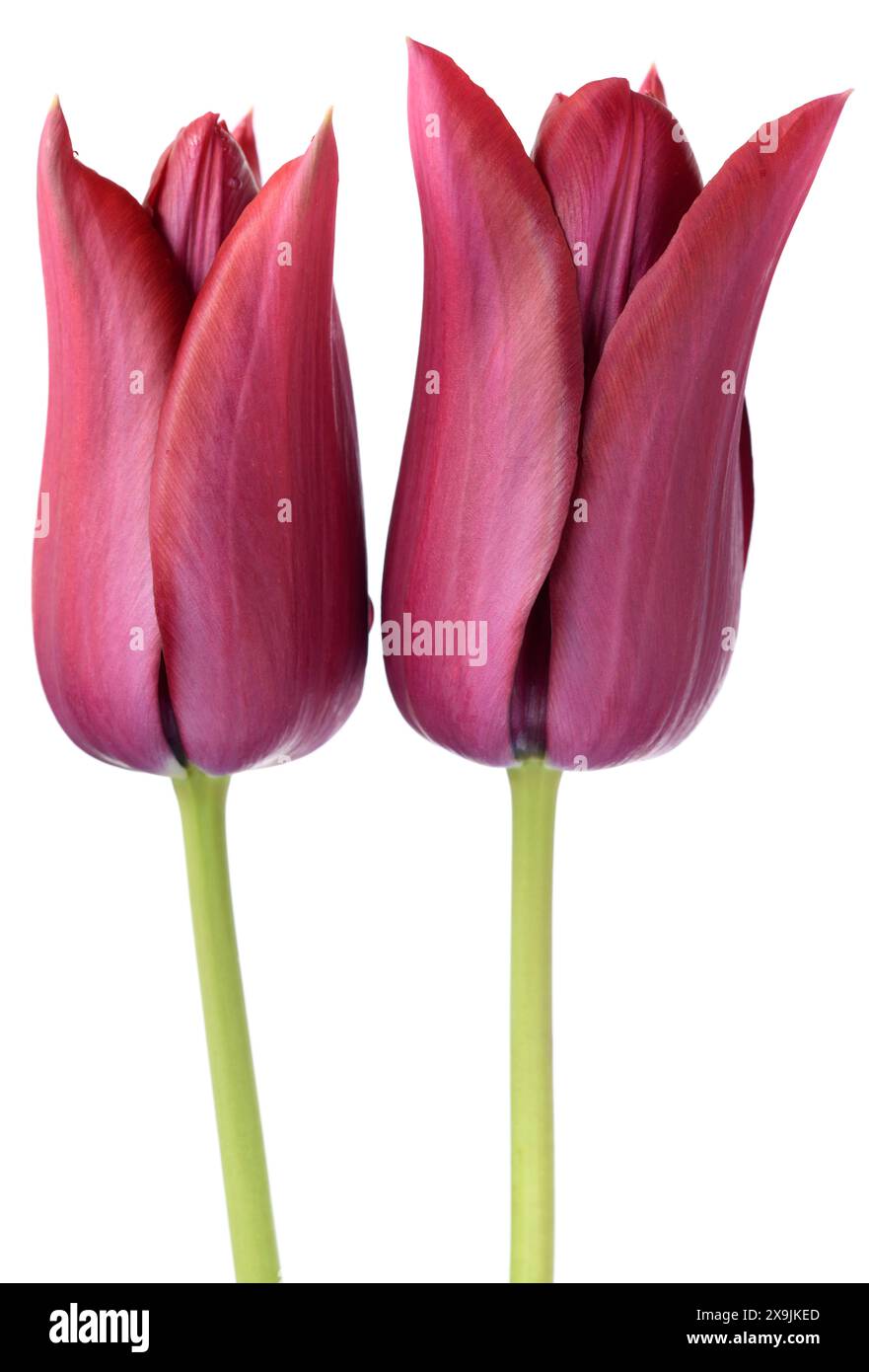 Selective focus red flowers Cut Out Stock Images & Pictures - Alamy