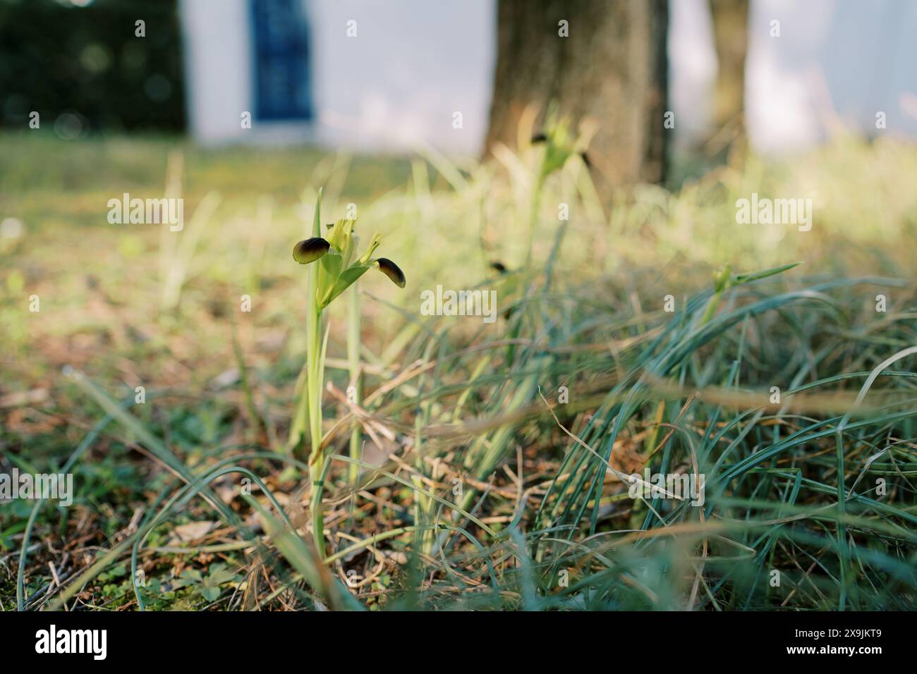 Tuberous iris hi-res stock photography and images - Alamy