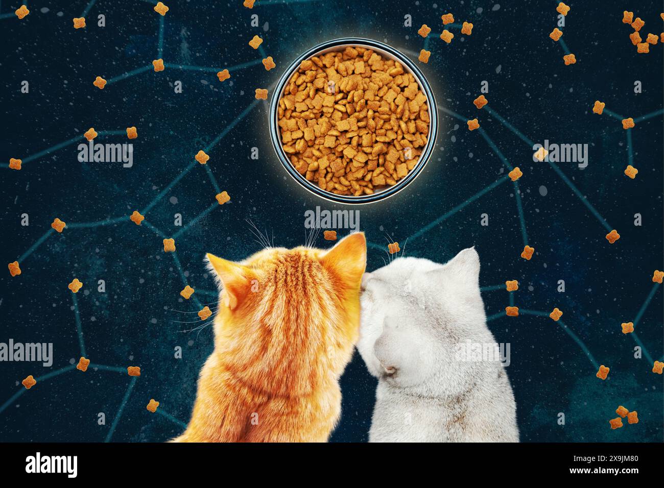 Two cats look at a glowing bowl of dry food. Pieces of feed in the ...