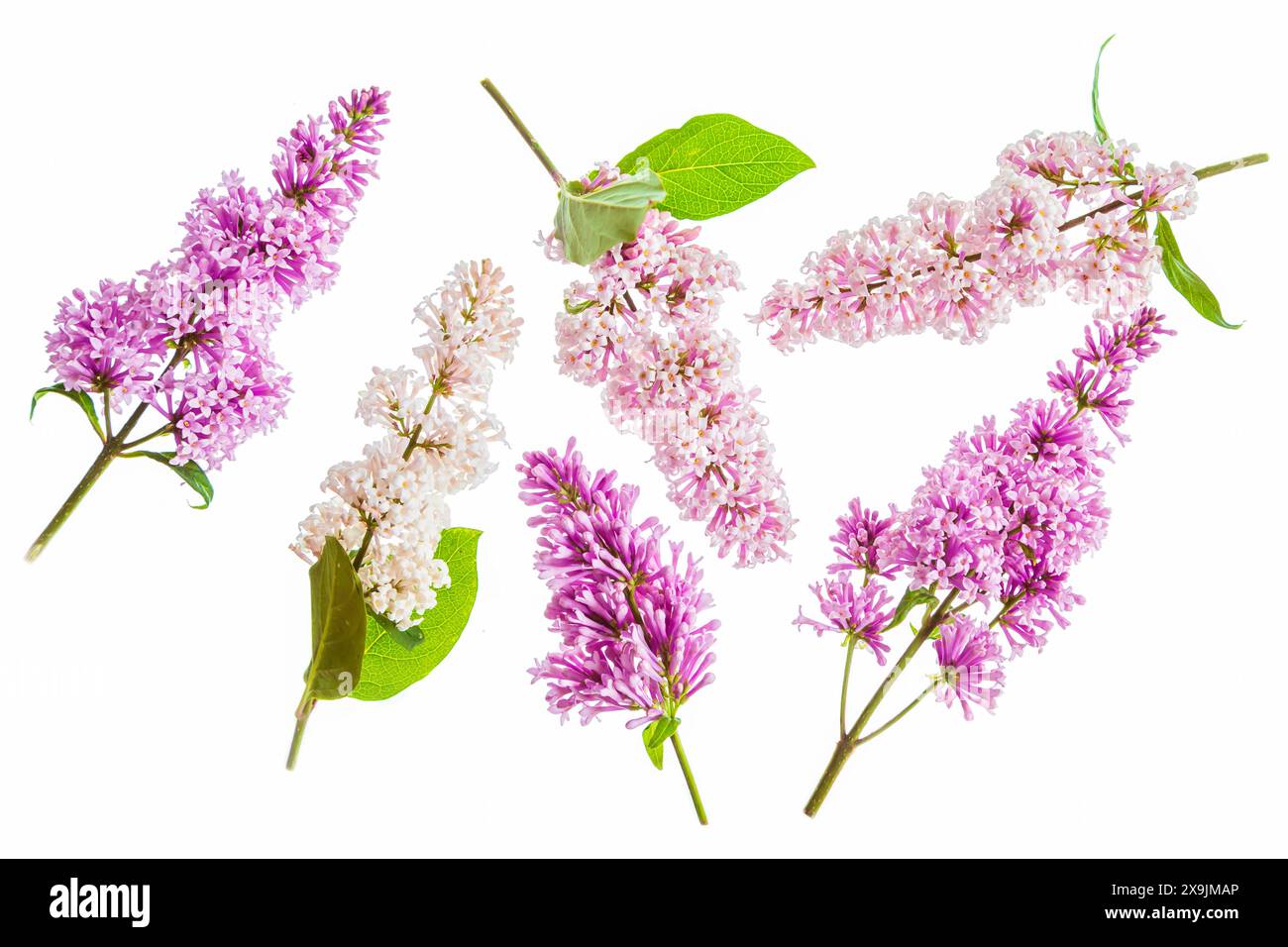 Blue lilac wallpaper Cut Out Stock Images & Pictures - Alamy