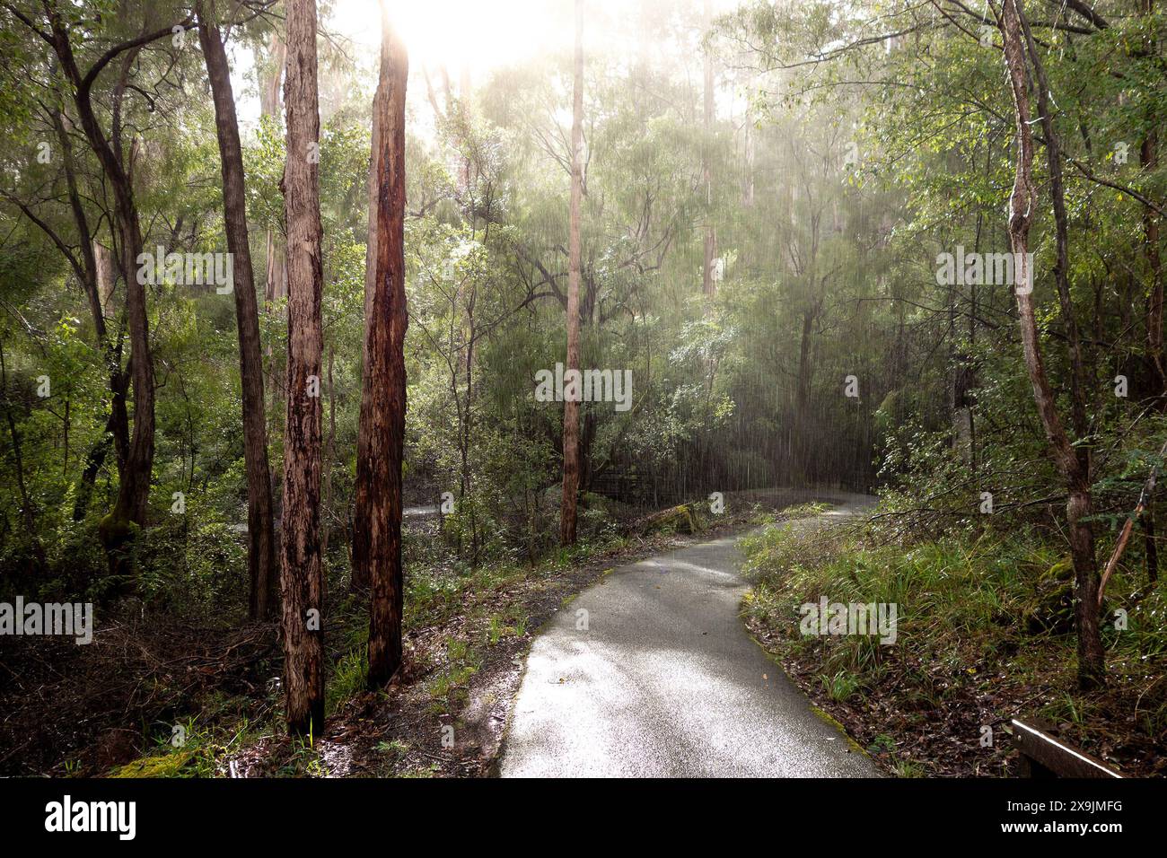 Path in a karri tree forest in Western Australia during rain and ...