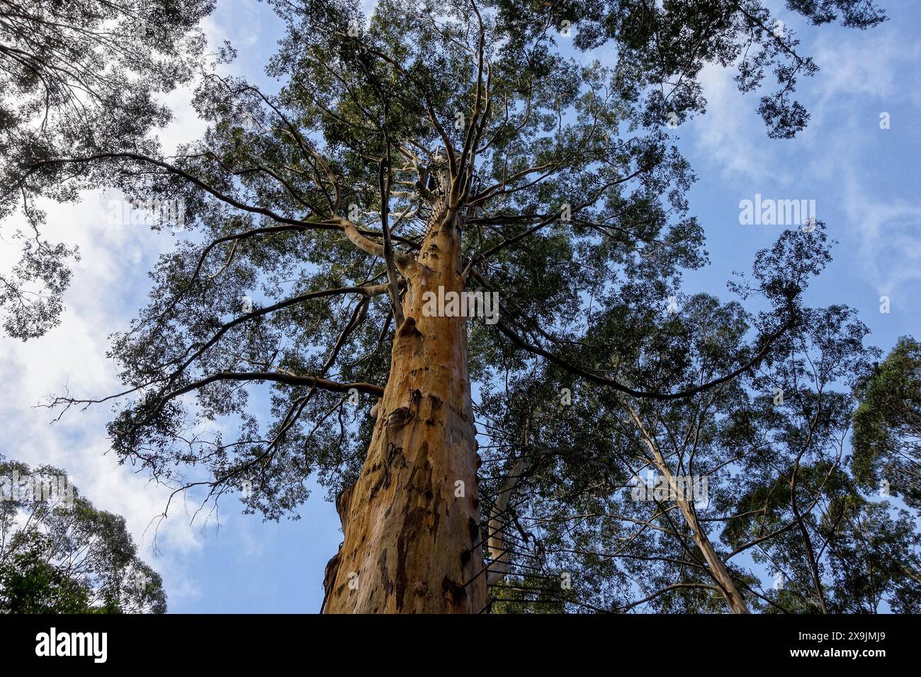 Giant karri tree called Gloucester Tree near Pemberton in Western ...