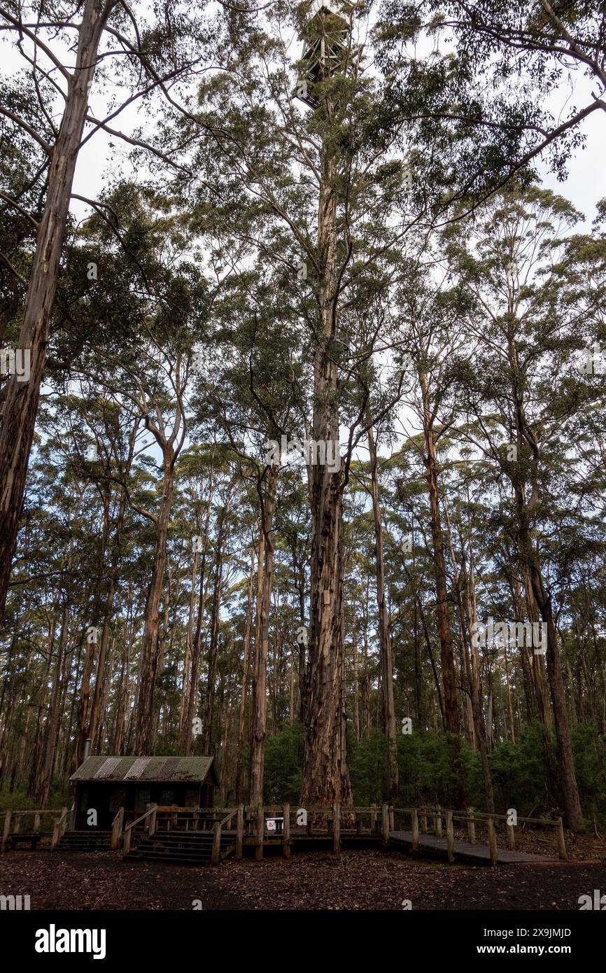 Giant karri tree called Diamong Tree in Western Australia the was used ...