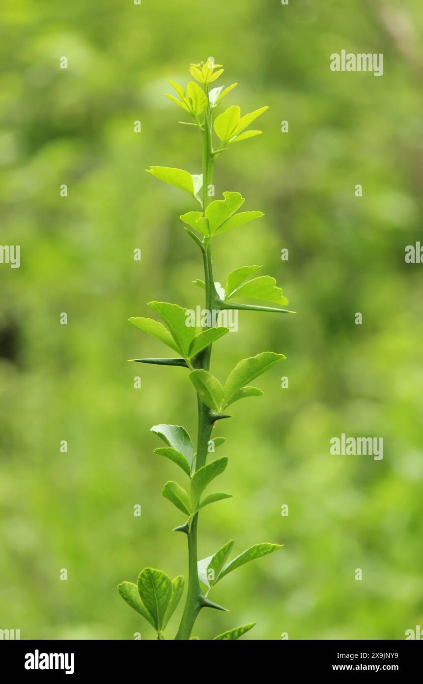 Green leaves of a tree, Poncirus trifoliata - trifoliate orange Stock ...