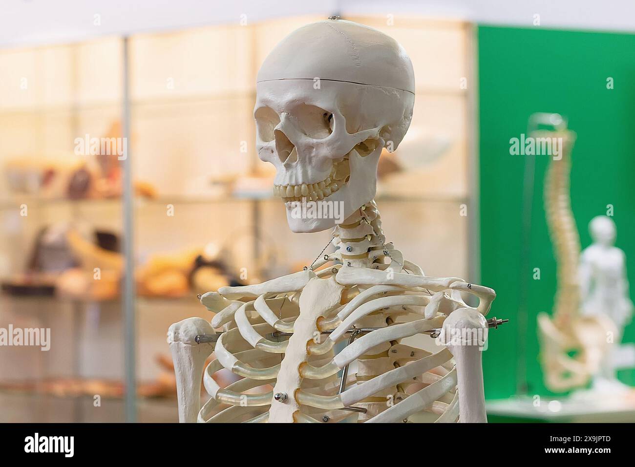 Human skeleton system anatomy joints hi-res stock photography and ...