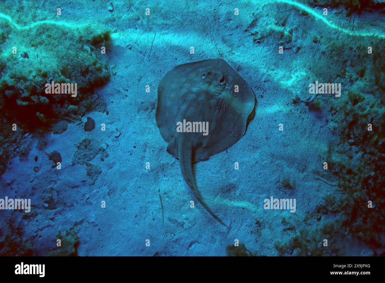 Bluespotted stingray Taeniura lymma in the coral reef of the red sea ...