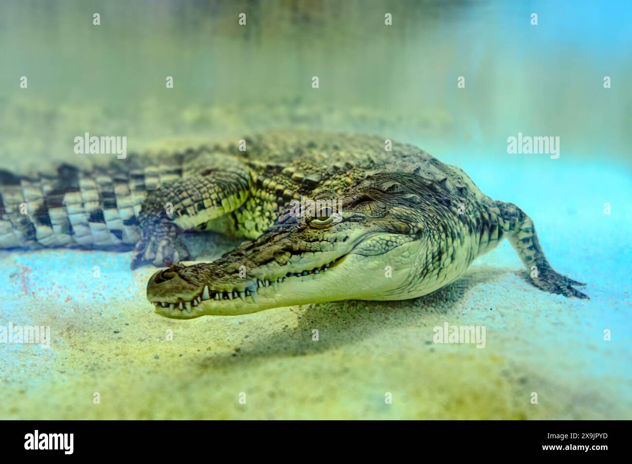 Crocodile teeth underwater. Crocodile teeth. Crocodile underwater. The ...