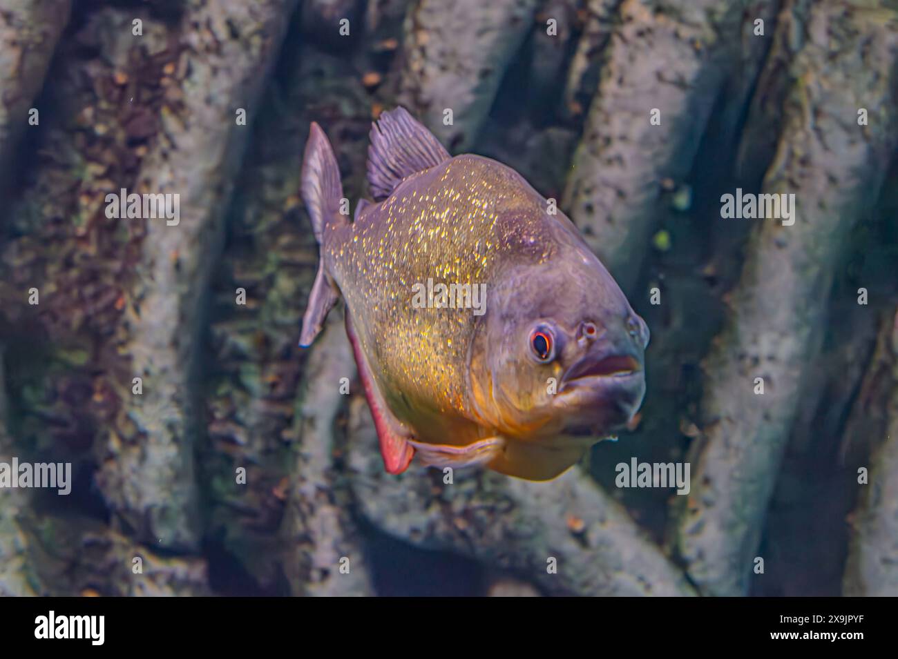 Red-bellied piranha. A swarm of piranha fish. Relatively dangerous ...