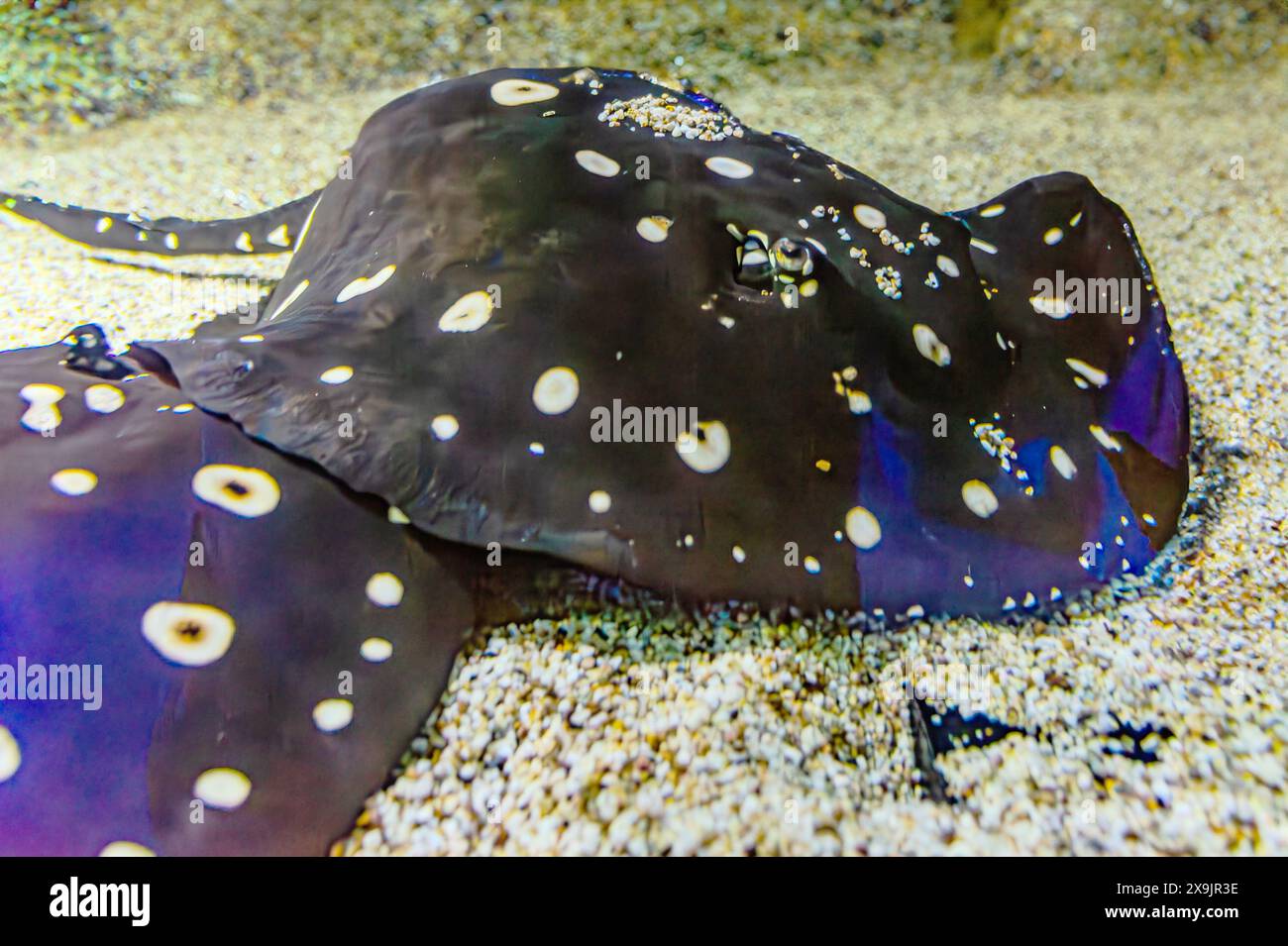 Bluespotted stingray Taeniura lymma in the coral reef of the red sea ...