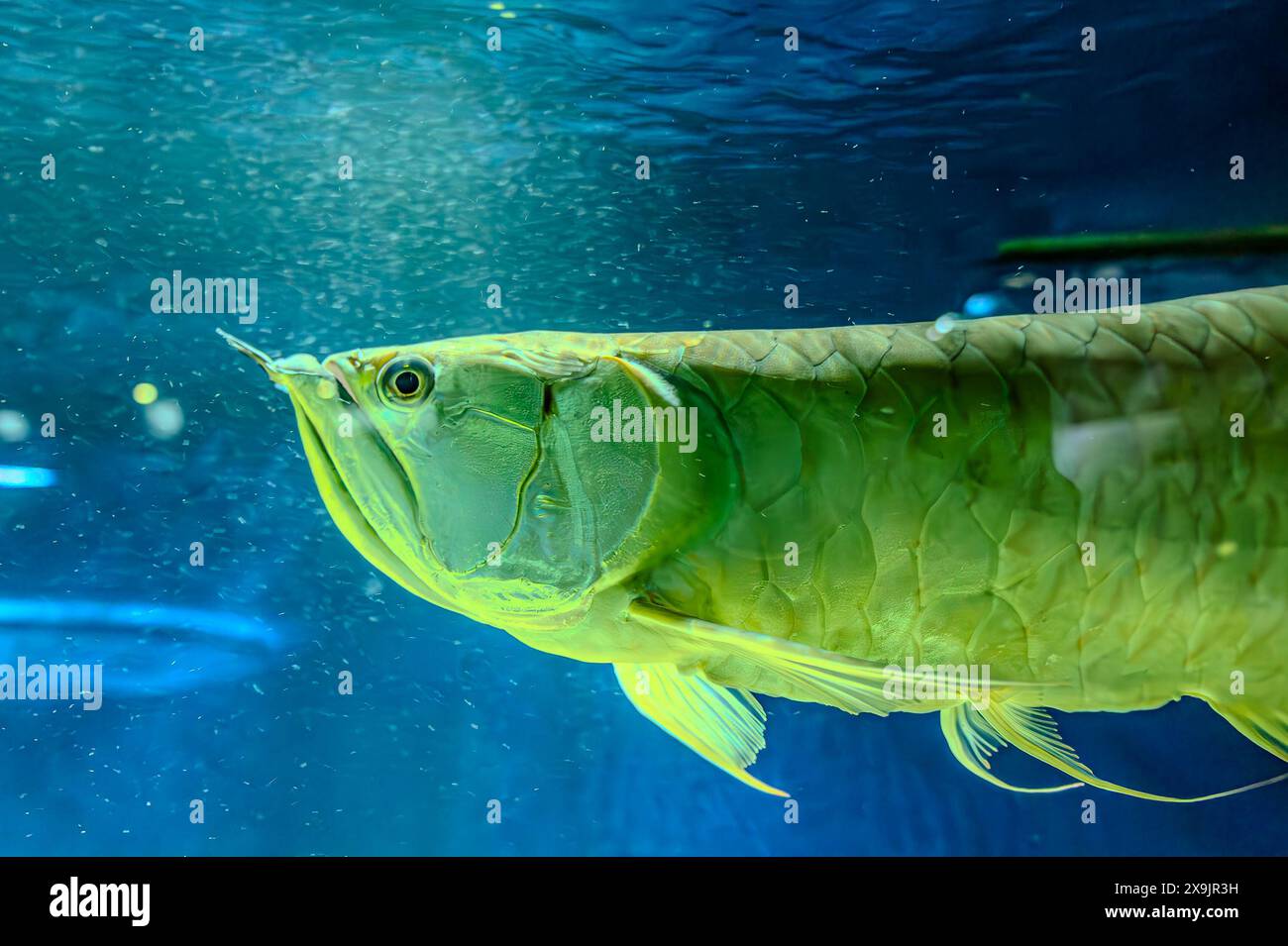 Silver arowana in black background. Osteoglossum bicirrhosum. South ...