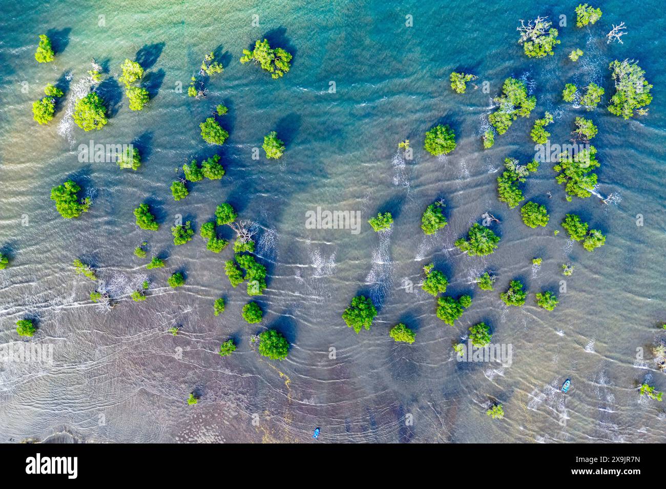 Mangroves of Mayotte lagoon Indian Ocean Stock Photo - Alamy