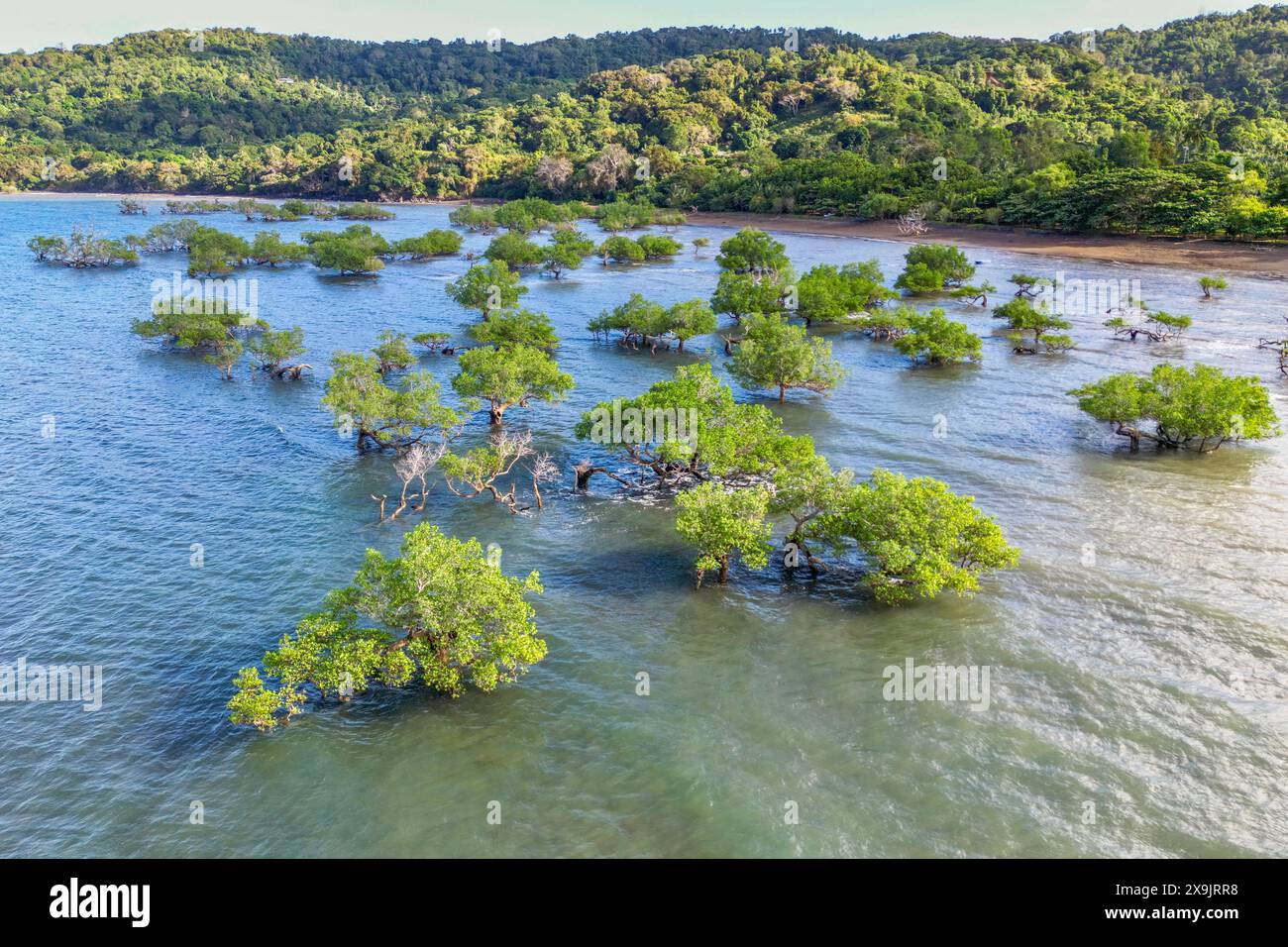 Mangroves of Mayotte lagoon Indian Ocean Stock Photo - Alamy