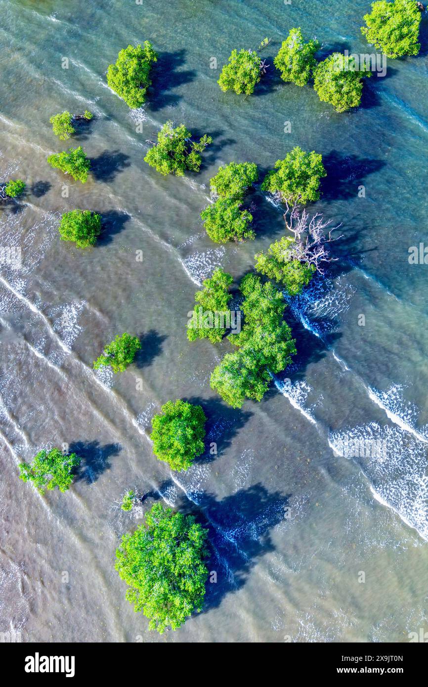 Mangroves of Mayotte lagoon Indian Ocean Stock Photo - Alamy