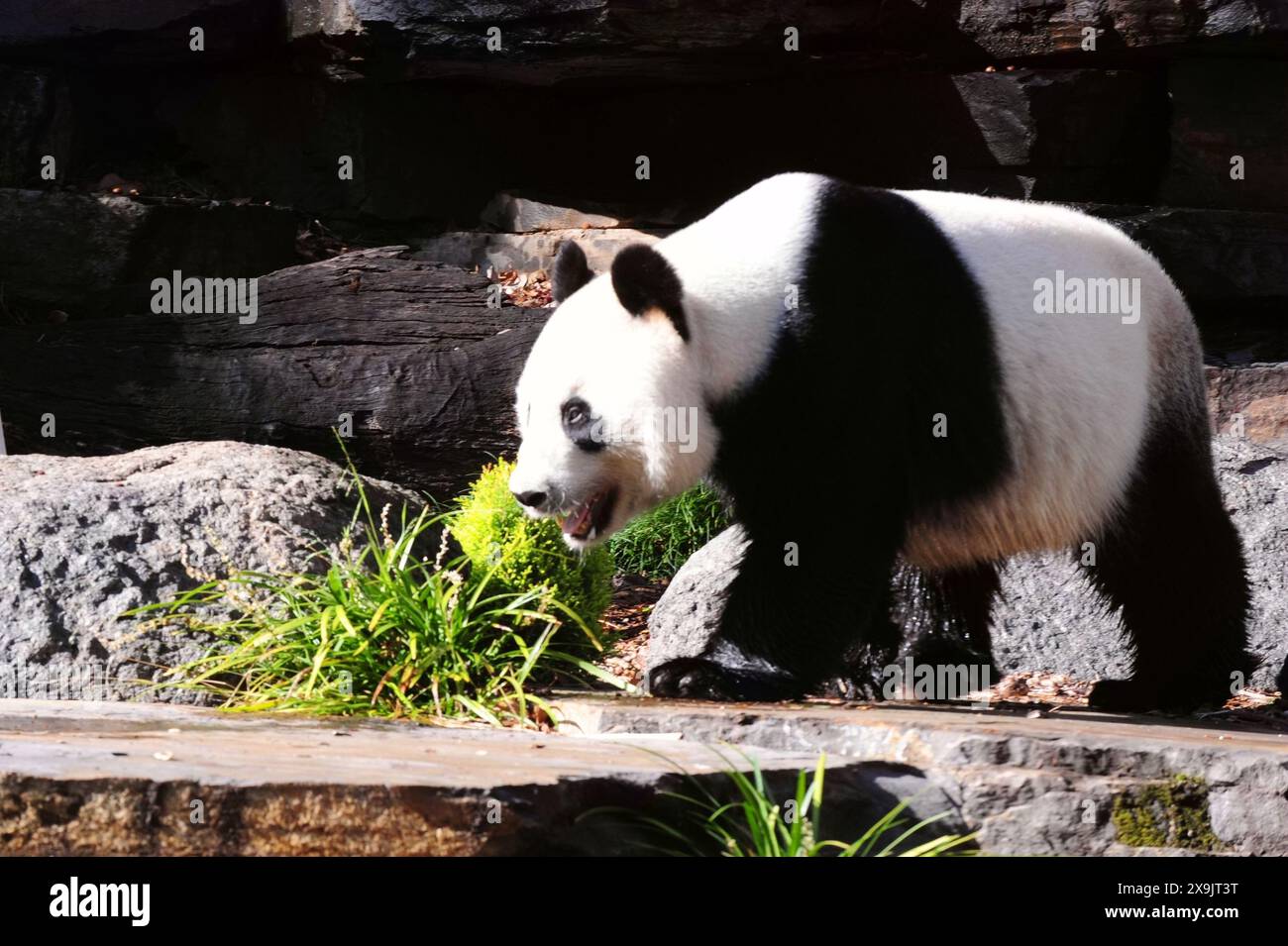 (240601) -- ADELAIDE, June 1, 2024 (Xinhua) -- Giant panda Wang Wang ...