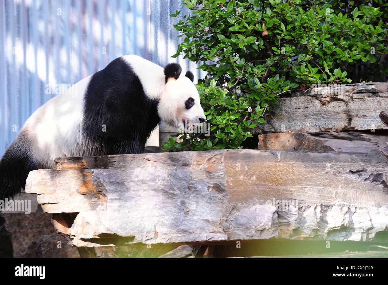(240601) -- ADELAIDE, June 1, 2024 (Xinhua) -- Giant panda Wang Wang ...