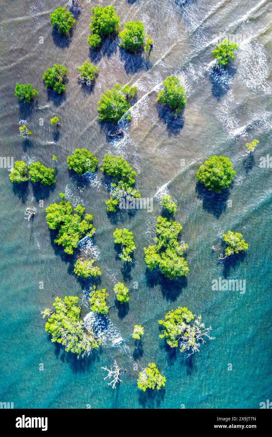 Mangroves of Mayotte lagoon Indian Ocean Stock Photo - Alamy