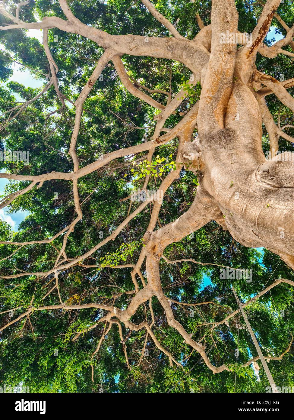 Majestic tree sprawling branches hi-res stock photography and images ...