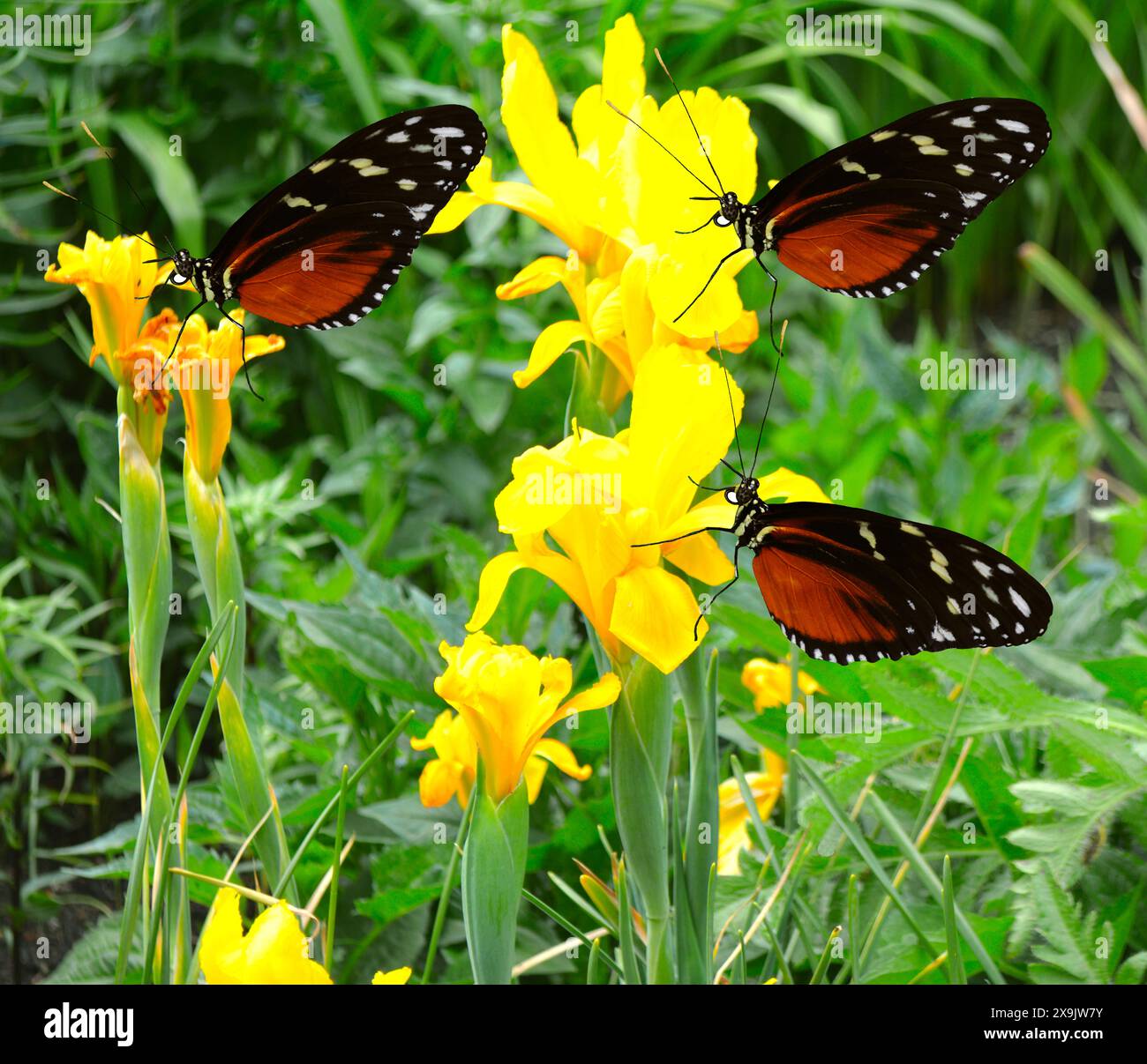 Heliconius hecate butterflies pollinating yellow flag flowers Latin ...