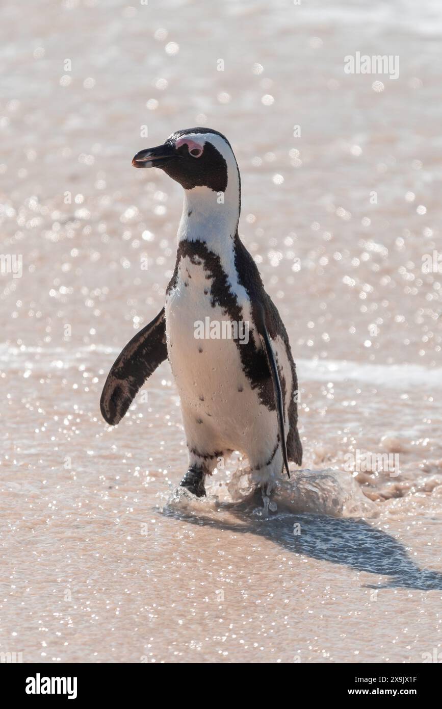 An African penguin, Spheniscus Demersus, at Boulders Beach in South ...