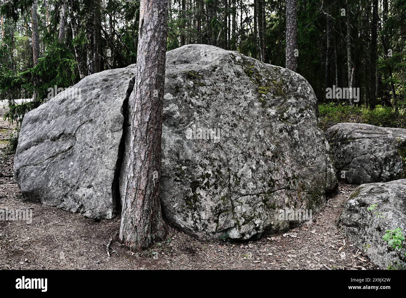 On forest floor with stones hi-res stock photography and images - Alamy