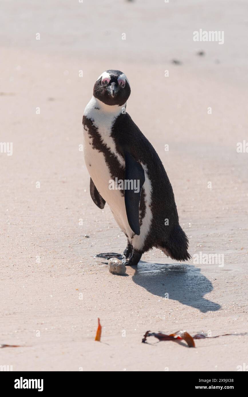 An African penguin, Spheniscus Demersus, at Boulders Beach in South ...