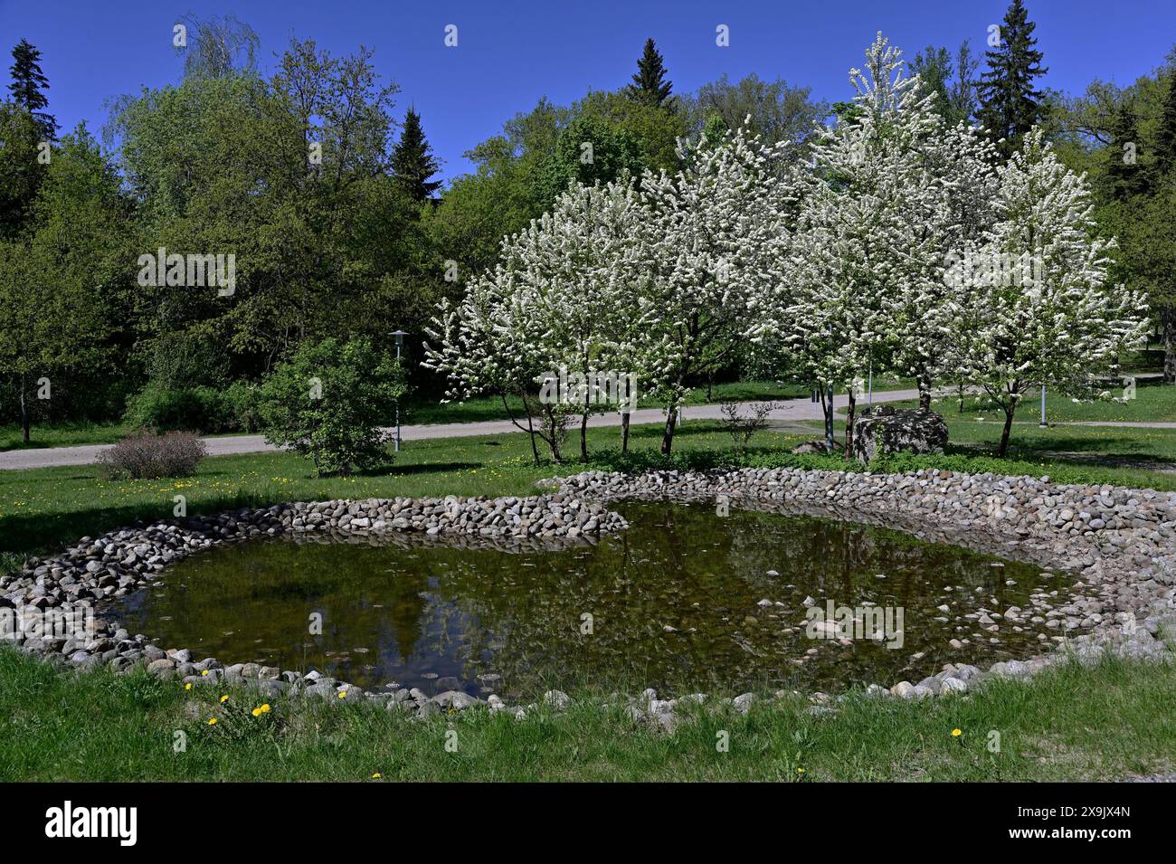 Grass blooming near water hi-res stock photography and images - Alamy