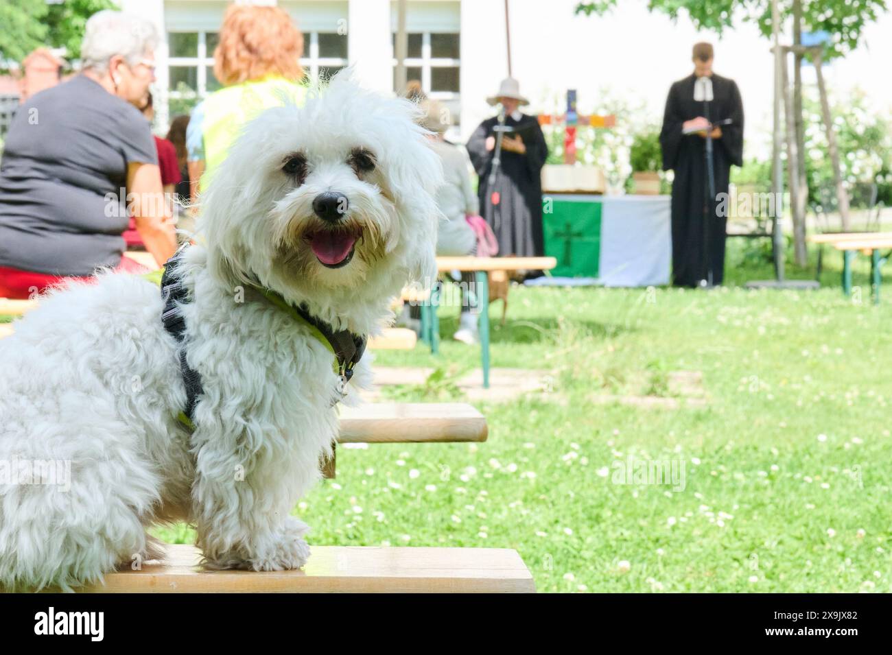 01 June 2024, Berlin: The Havanese mongrel "Marko" stands on the beer ...