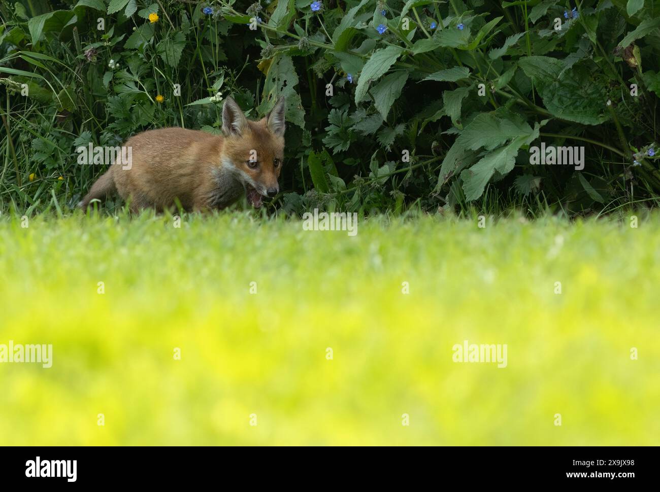 Young red fox standing hi-res stock photography and images - Alamy