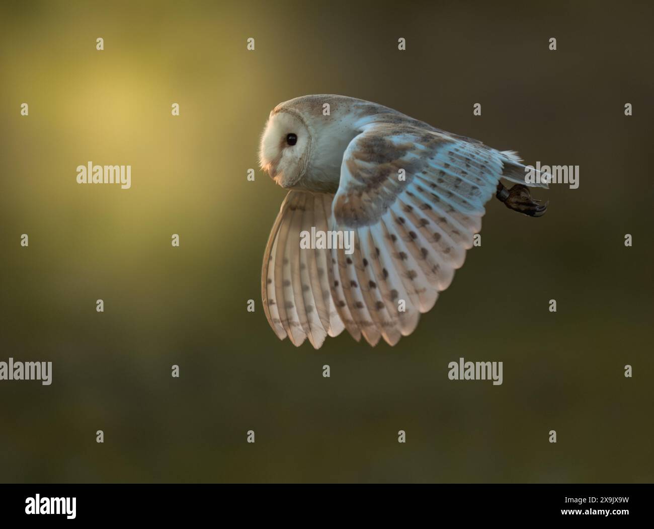 A Barn Owl (Tyto alba) hunting in evening sunlight, Norfolk Stock Photo ...