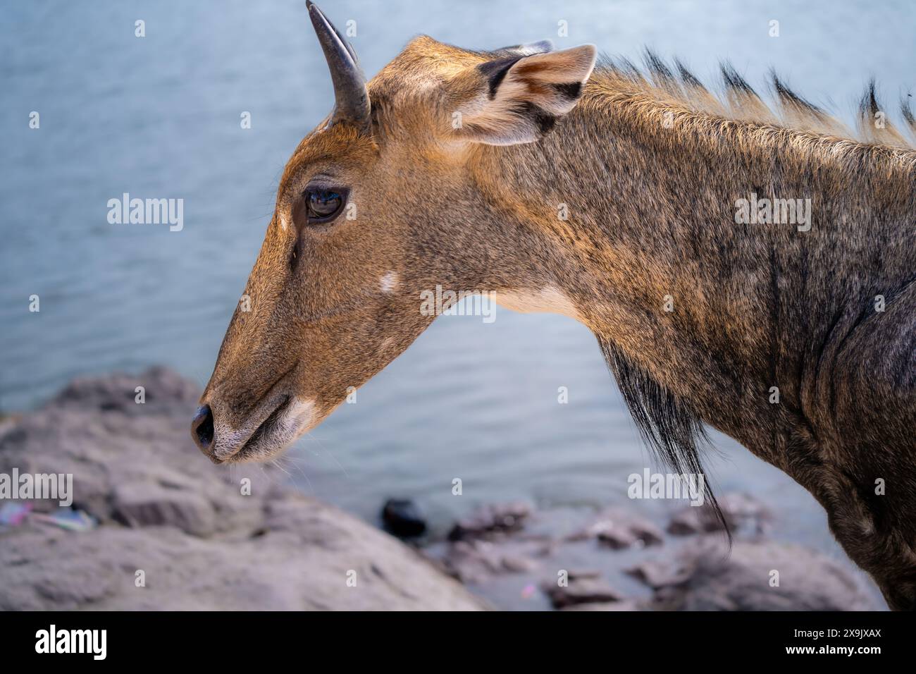 Female blue bull in forest hi-res stock photography and images - Alamy