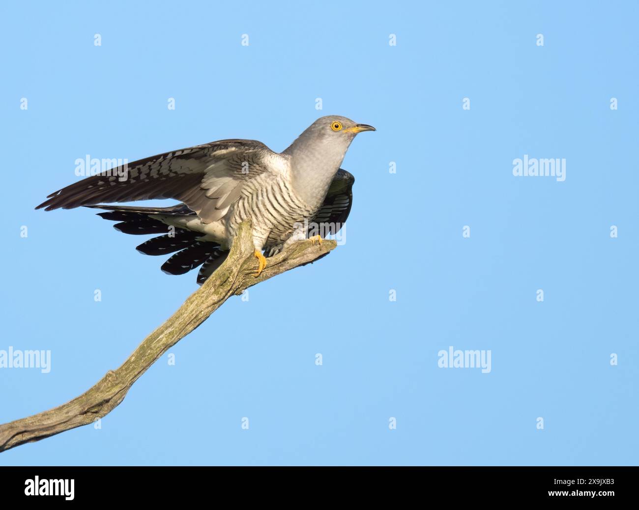 A Cuckoo (Cuculus canorus) perched in spring sunshine, Oxfordshire ...