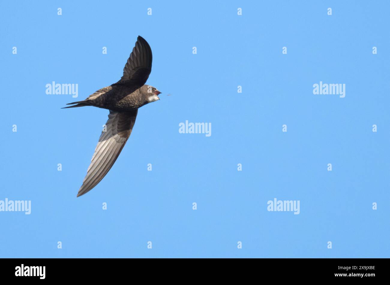 A Swift (Apus apus) catching insects on the wing, Oxfordshire Stock ...