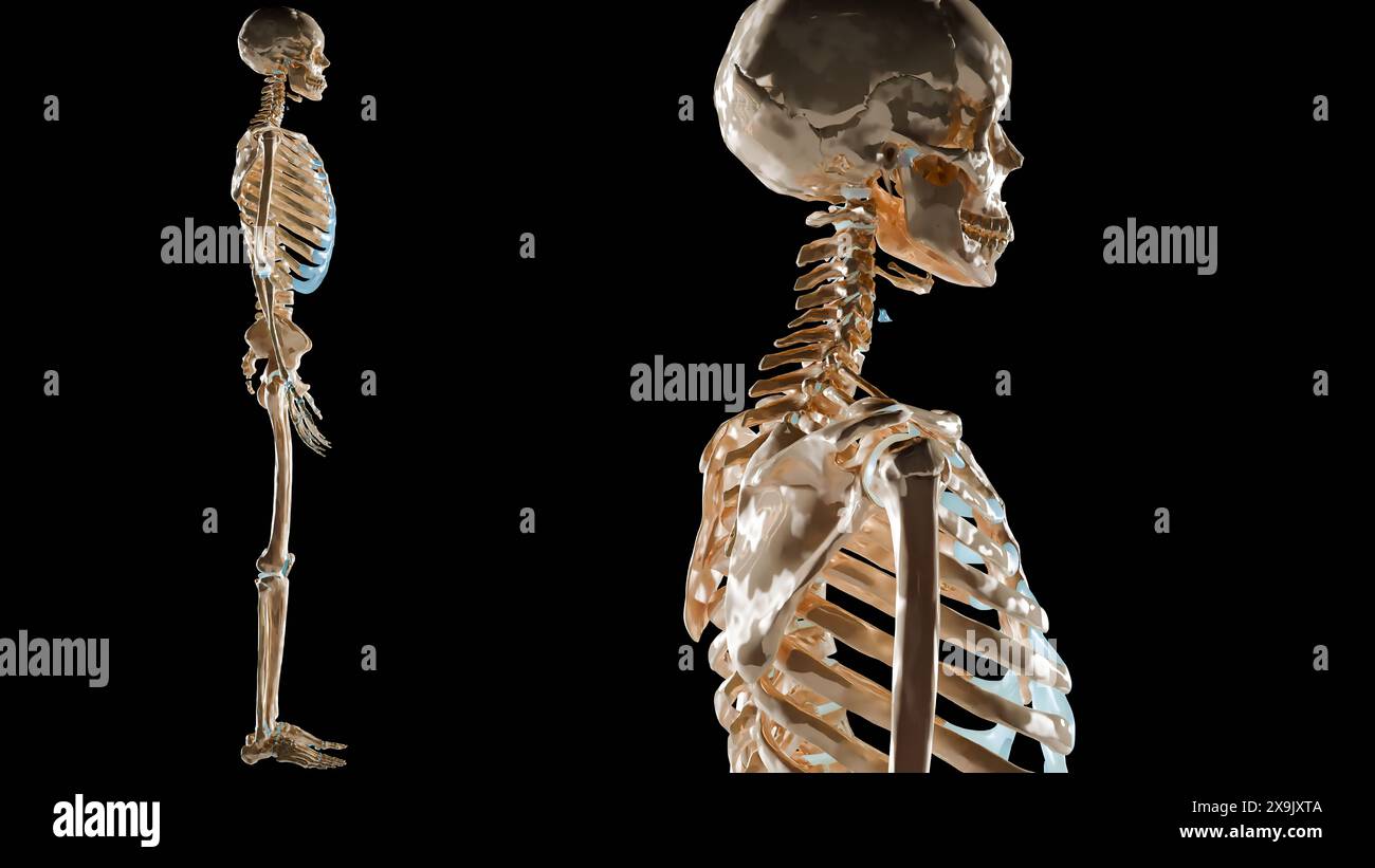human male skeleton rotating on black background, skeletal system ...
