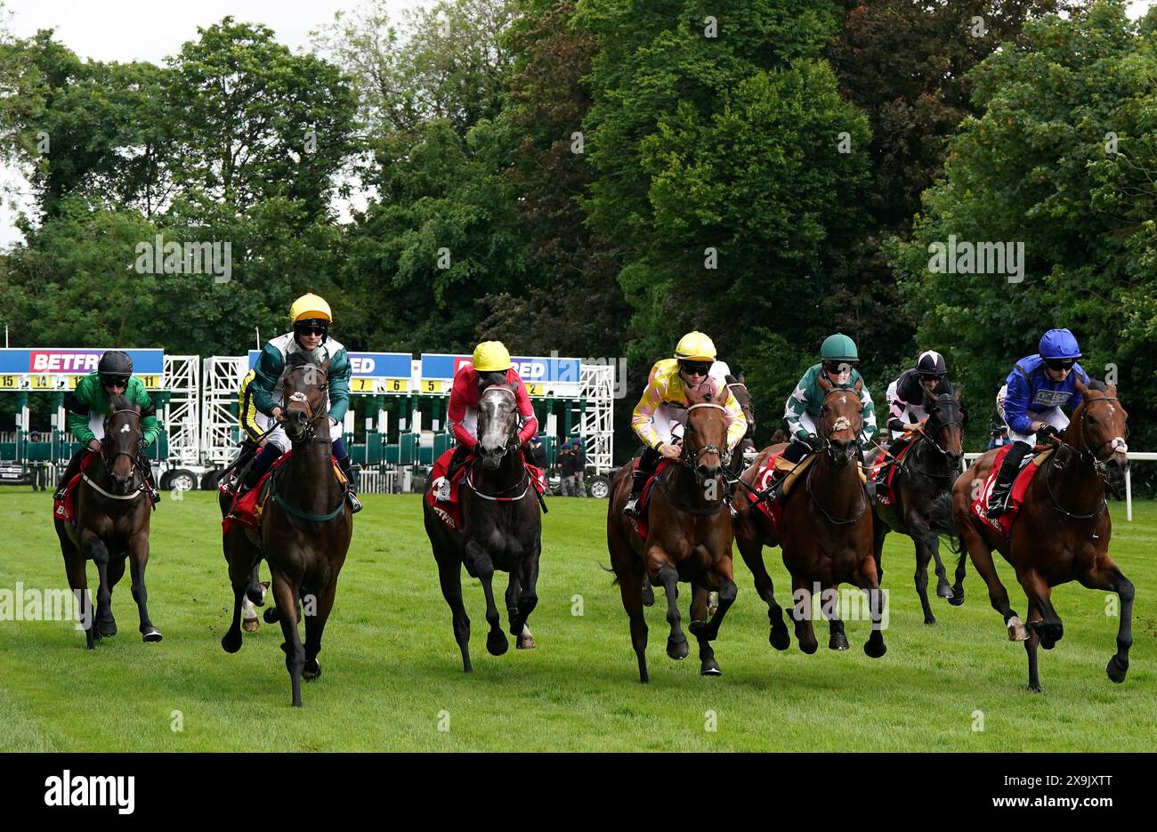Runners and riders leave the starting gate in the Betfred 3YO "Dash ...