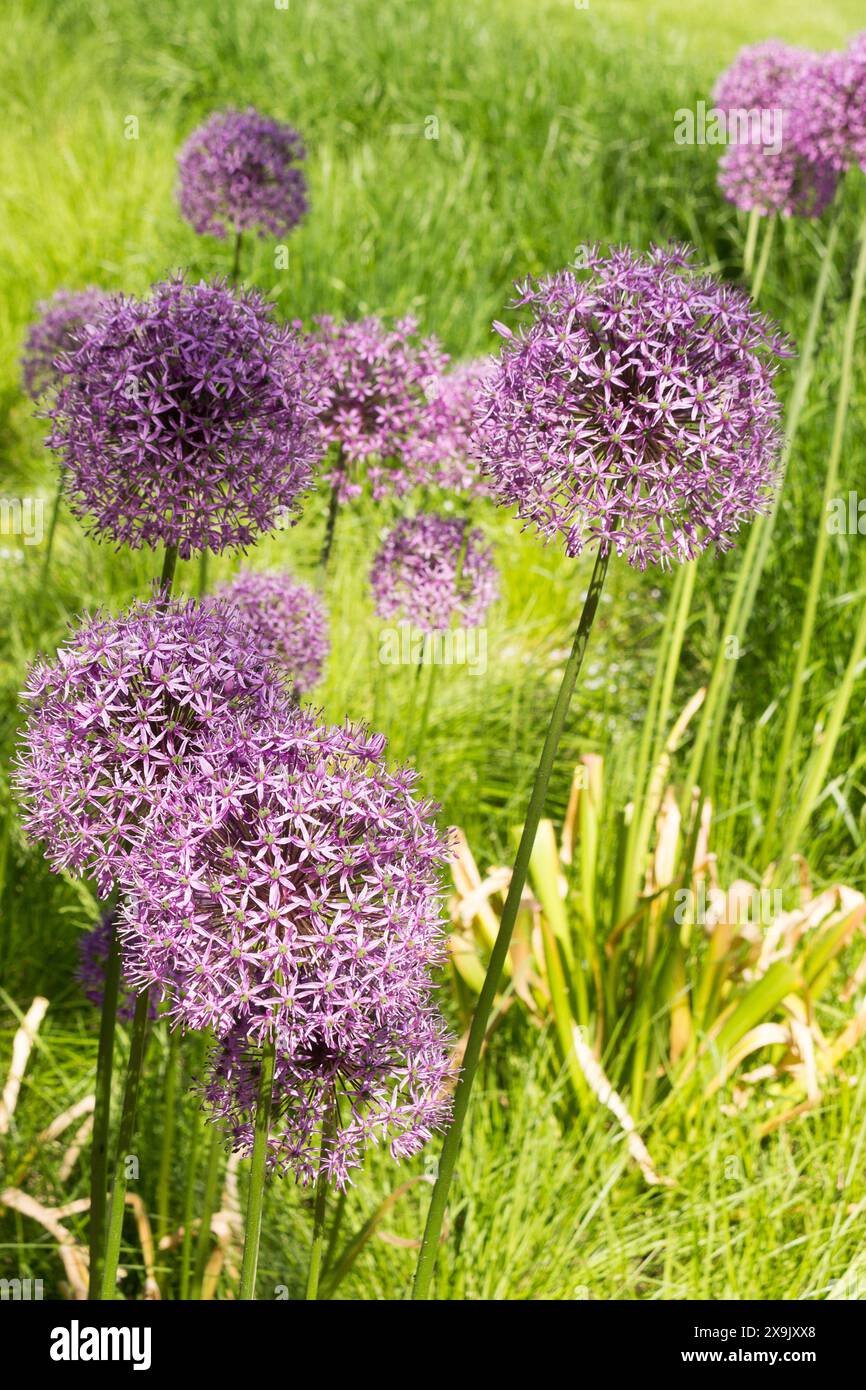 Allium giganteum commonly called an Giant Onion Allium in bloom over ...